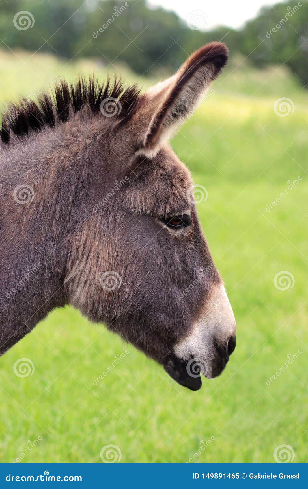 Head of a Donkey, Side View Stock Image - Image of nature, close: 149891465