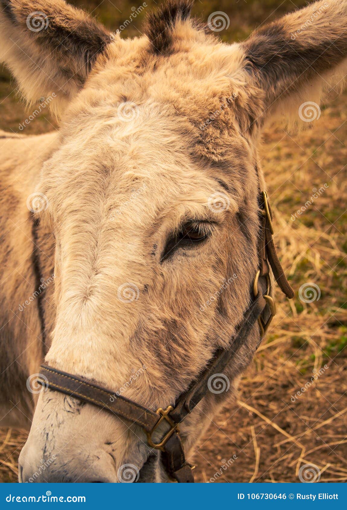 Head of a donkey stock photo. Image of head, domestic - 106730646