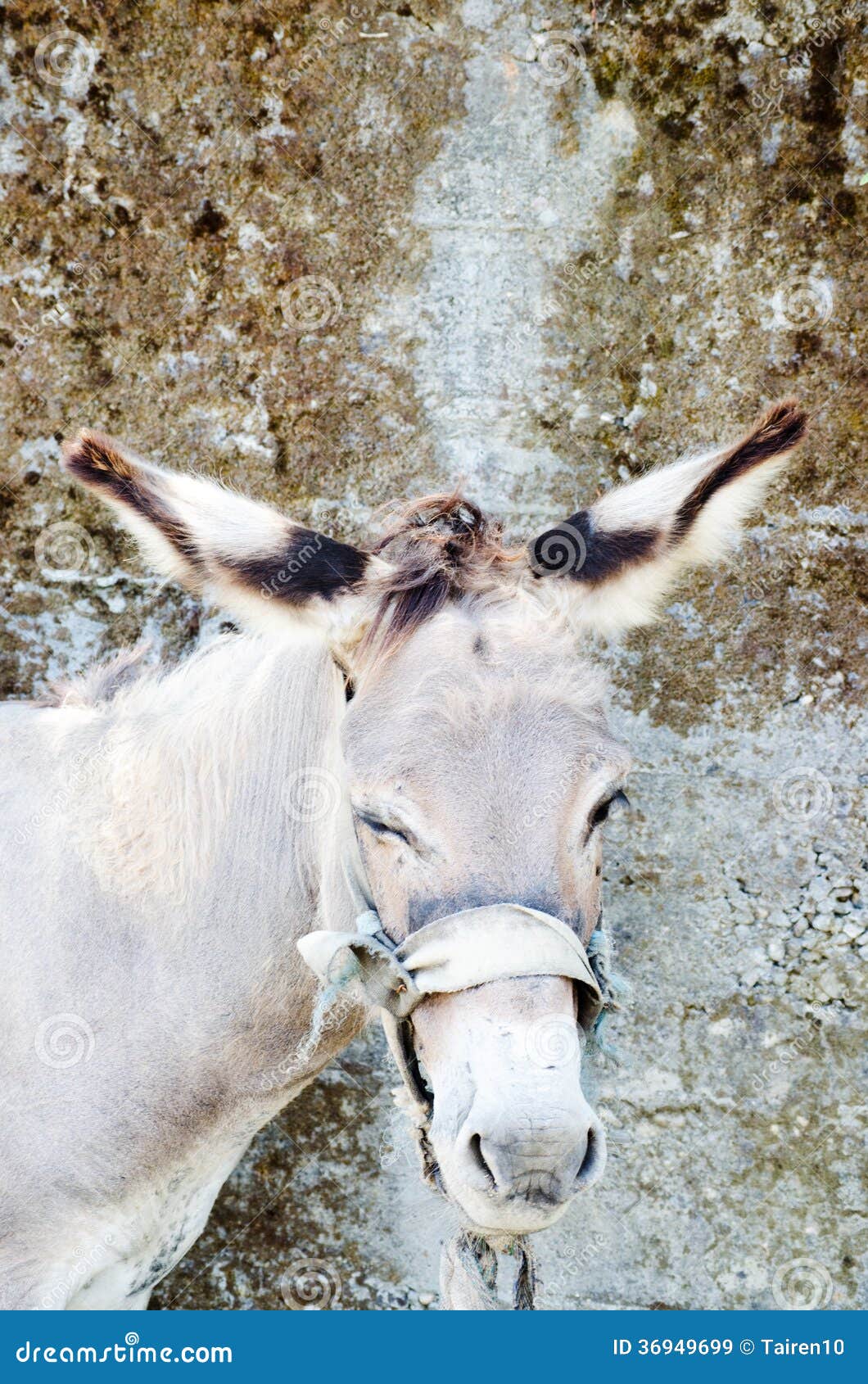 Head of donkey stock image. Image of meadow, asinine - 36949699
