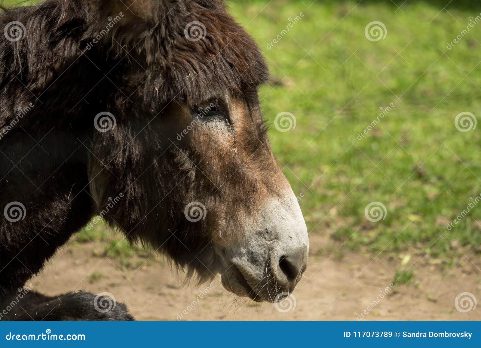 The Head of a Donkey in the Sun Stock Image - Image of horses, animal ...