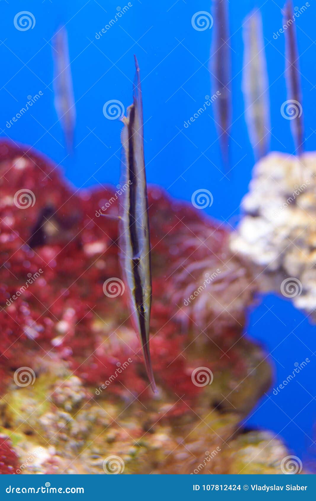 Head-down Tail-up Aeoliscus Strigatus or Razorfish Stock Photo - Image ...