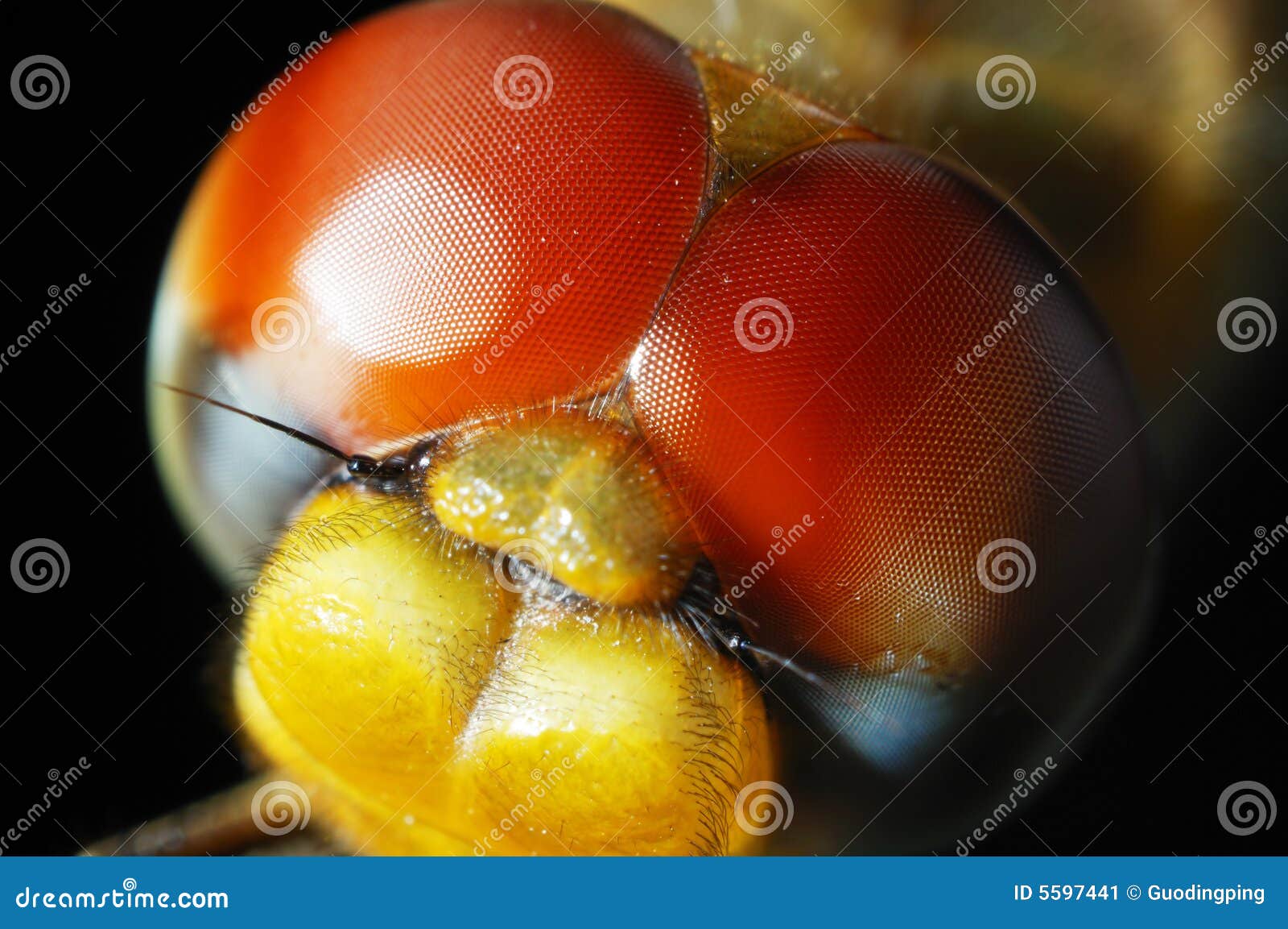Head of dragonfly stock image. Image of bizarrerie, wing - 5597441