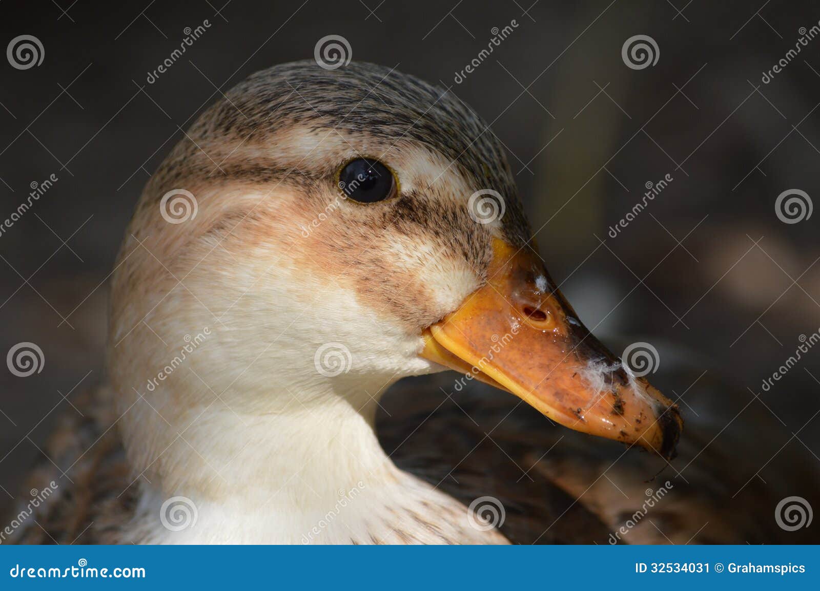 Head of a Duck with a Dirty Bill Stock Image - Image of duck, wildlife ...