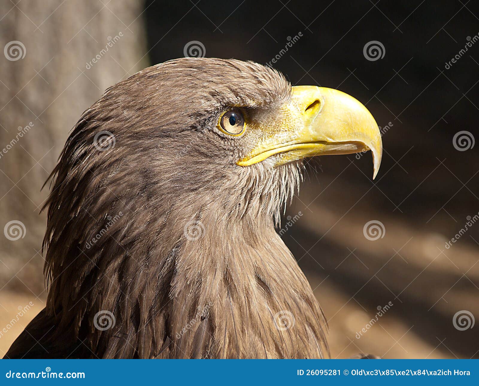 Head of an eagle stock image. Image of bird, proud, king - 26095281