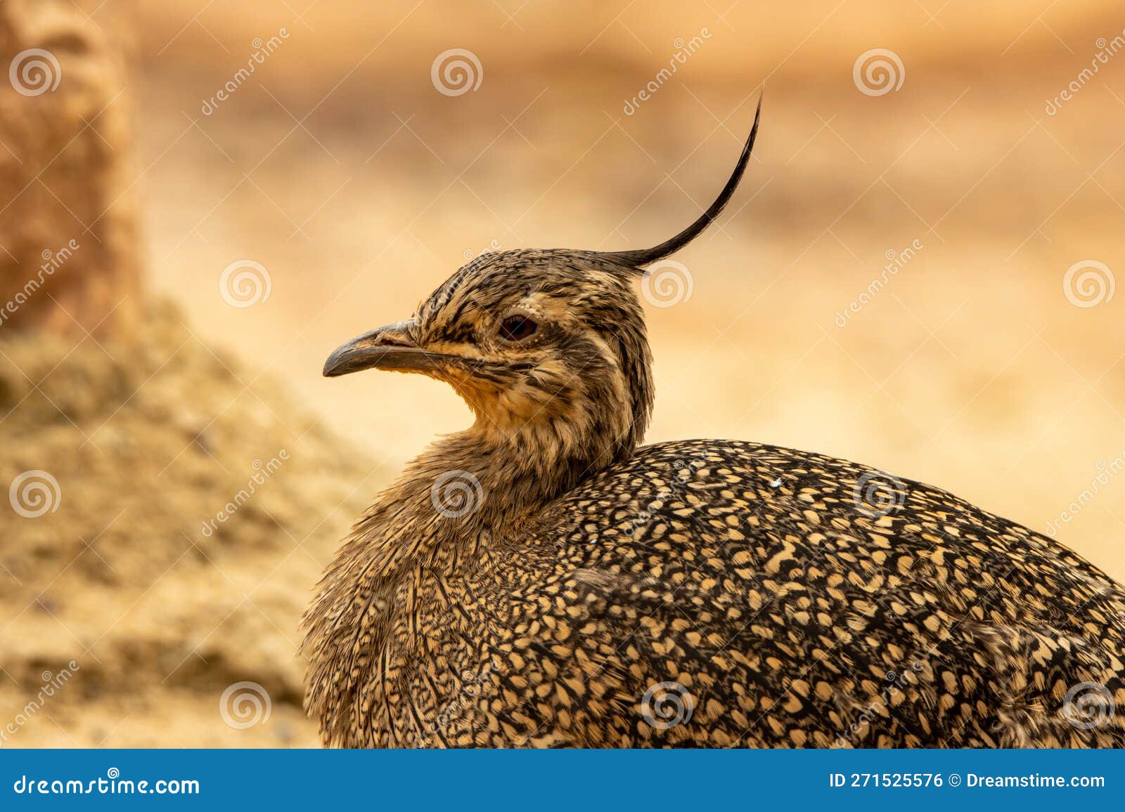 Head of an Elegant Crested Tinamou (Eudromia Elegans) Stock Photo ...