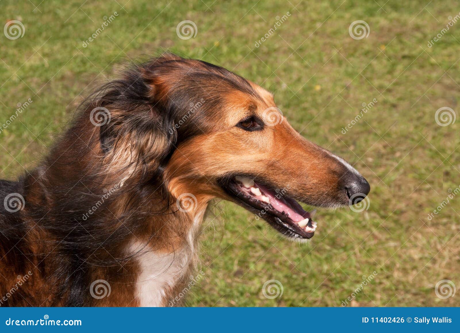 Head of an elegant hound stock photo. Image of head, teeth - 11402426