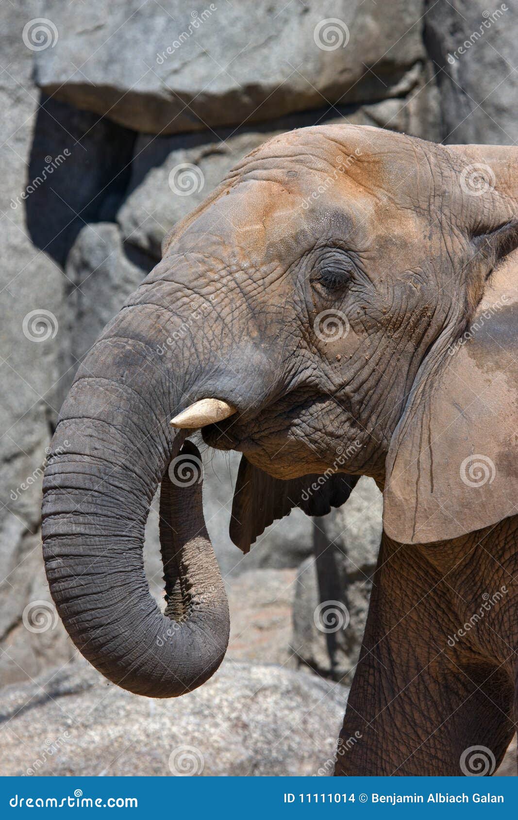 Head of elephant stock photo. Image of wrinkled, fang - 11111014