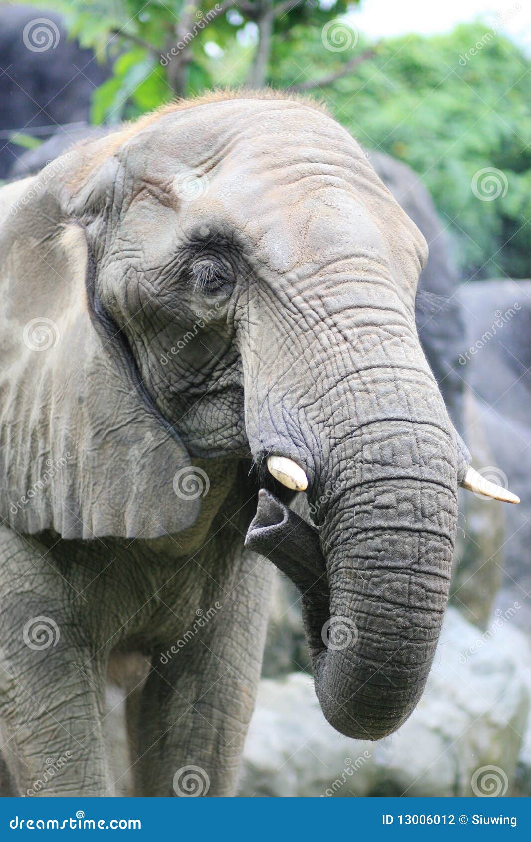 Head of elephant stock photo. Image of wildlife, indian - 13006012