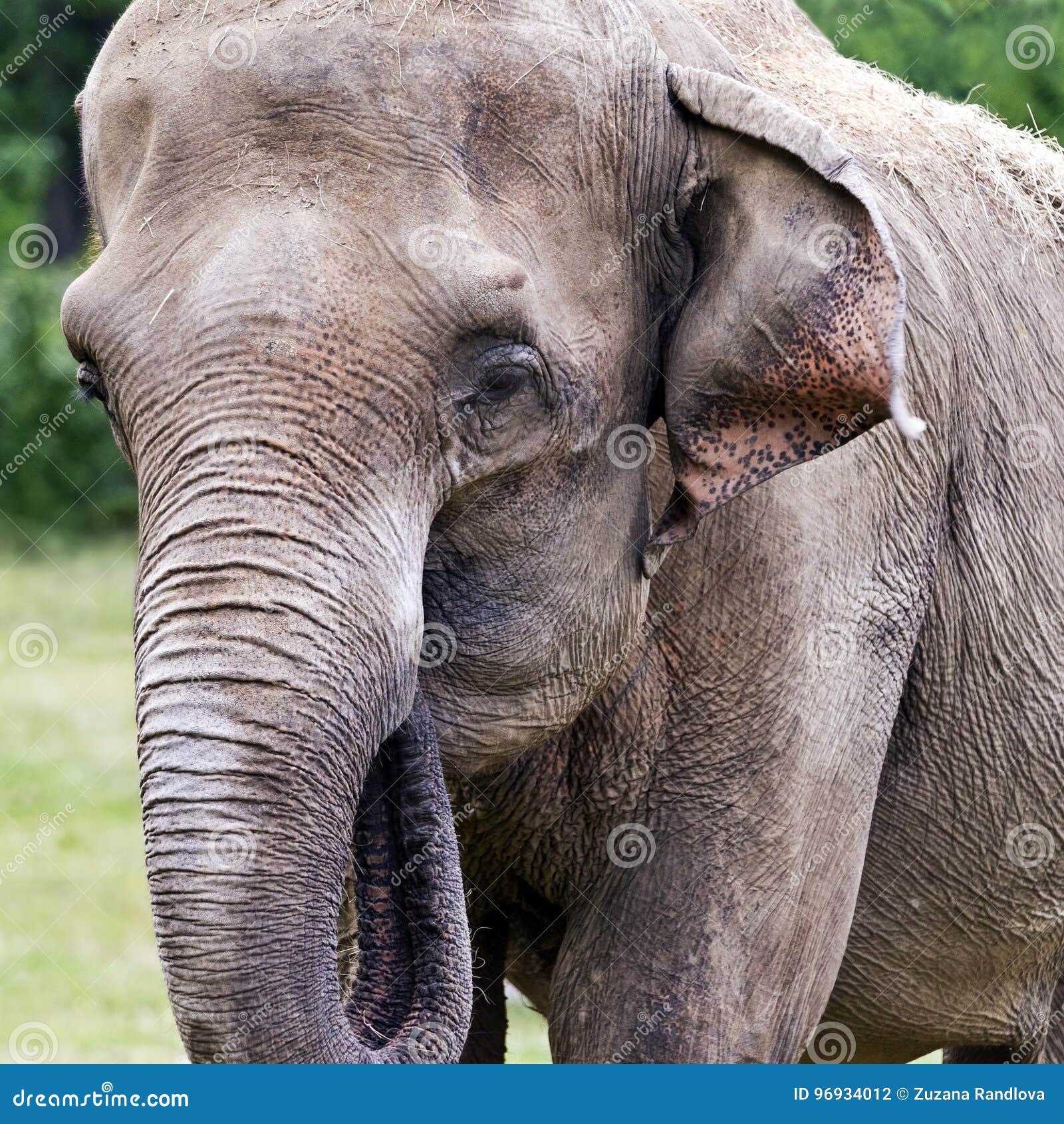 Asian Or Asiatic Elephant Elephas Maximus Eating Water Lily In Yala ...