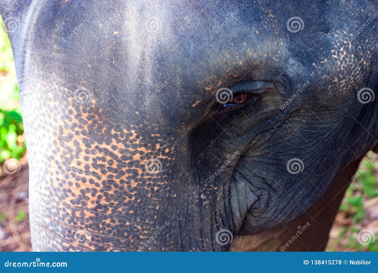 Head of an elephant stock photo. Image of look, portrait - 138415278
