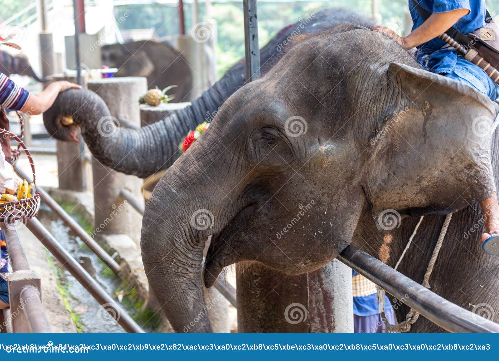 The Head of an Elephant and a Mahout Sitting Stock Image - Image of ...