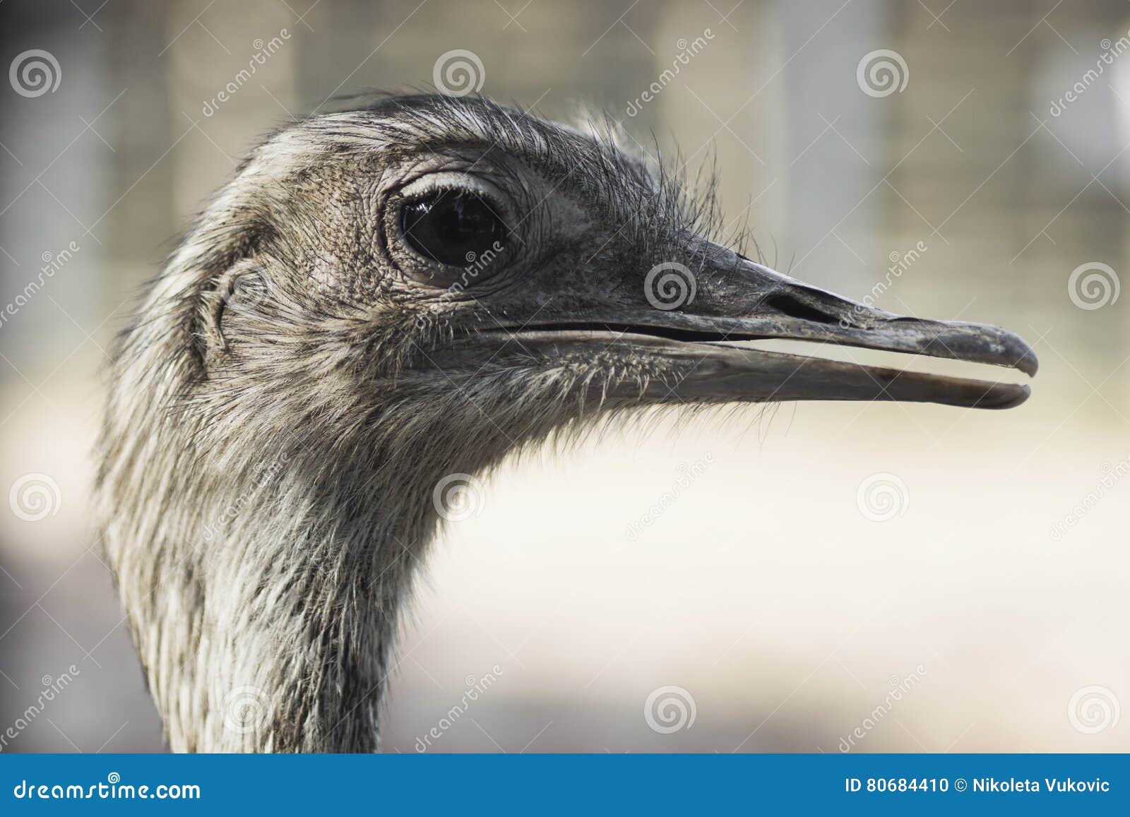 Head of emu stock photo. Image of bird, profile, nature - 80684410