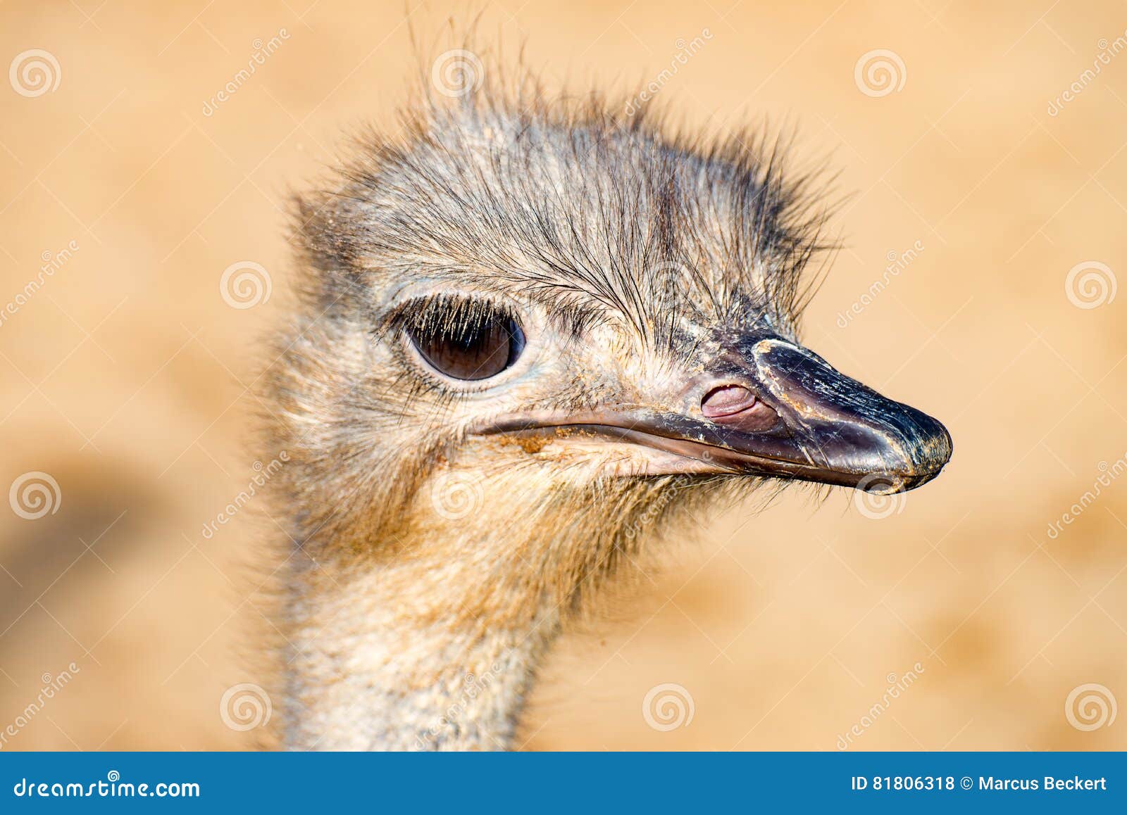 The head of a Emu Bird 1 stock photo. Image of park, chick - 81806318