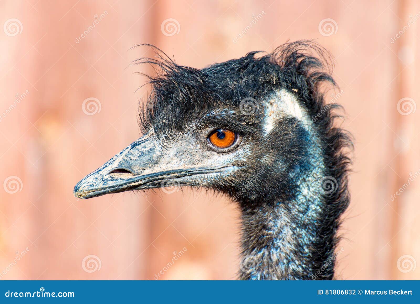 The head of a Emu Bird 2 stock photo. Image of australia - 81806832