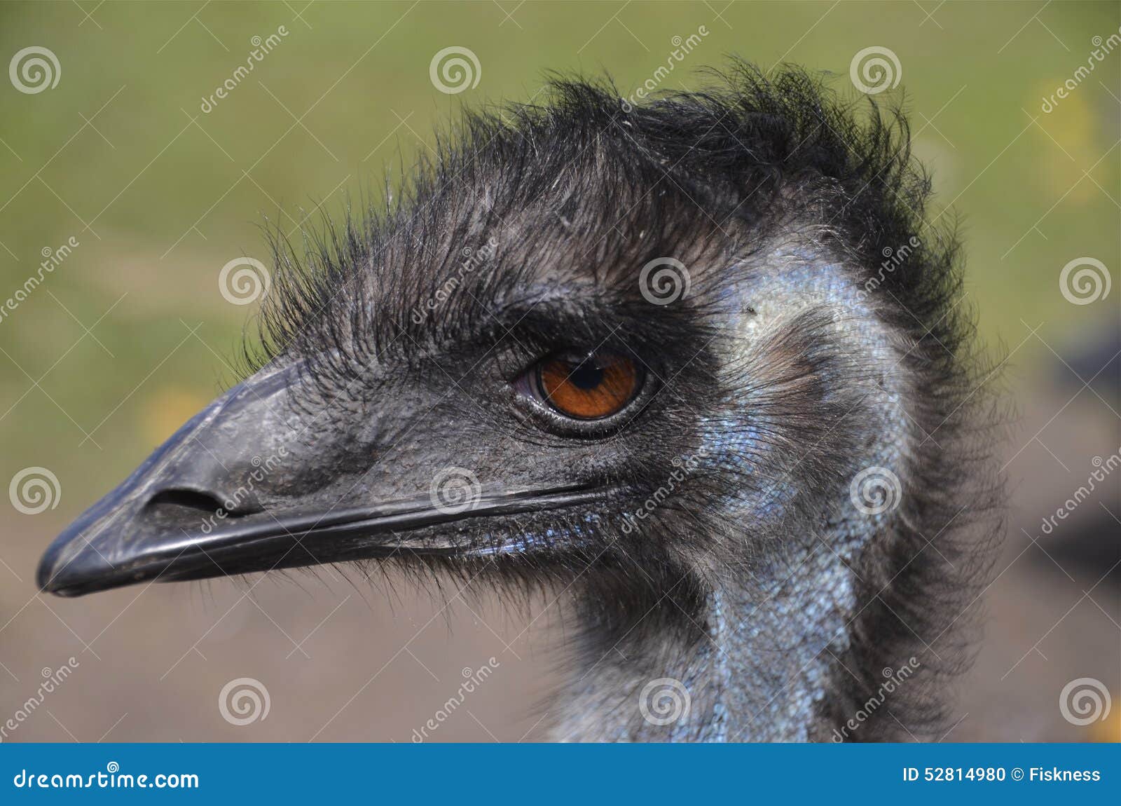 Head of an emu stock photo. Image of ornithology, head - 52814980