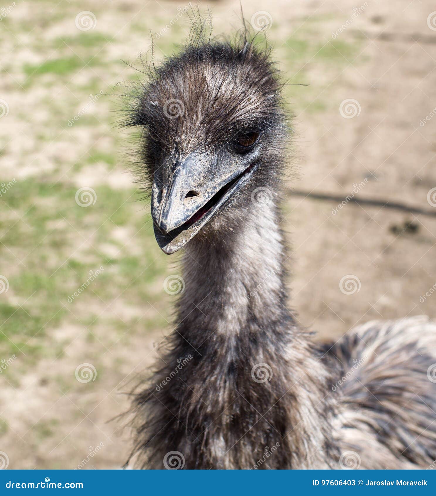 Head of Emu stock image. Image of cute, head, looking - 97606403