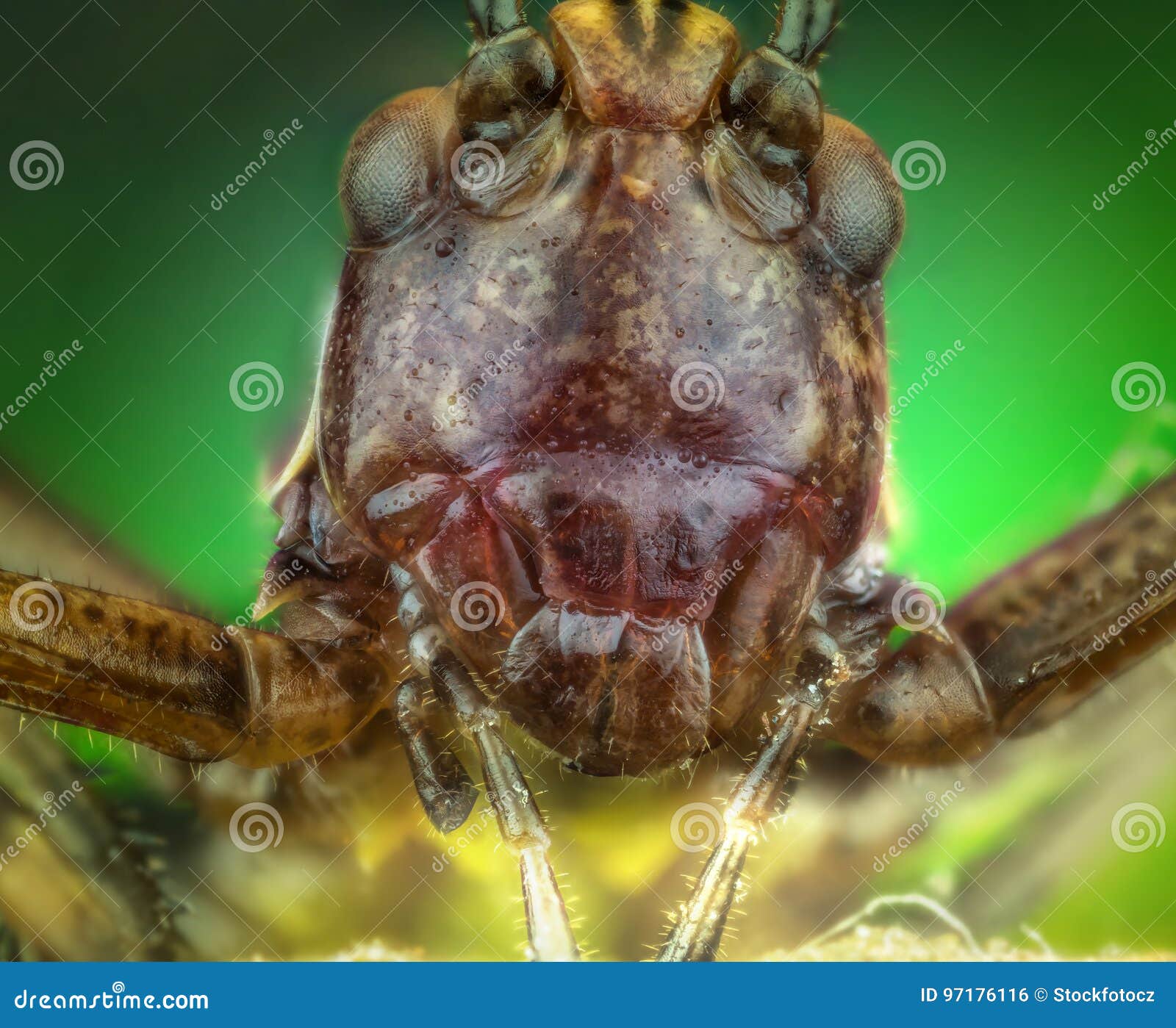 Head of Ensifera stock photo. Image of cricket, ensifera - 97176116