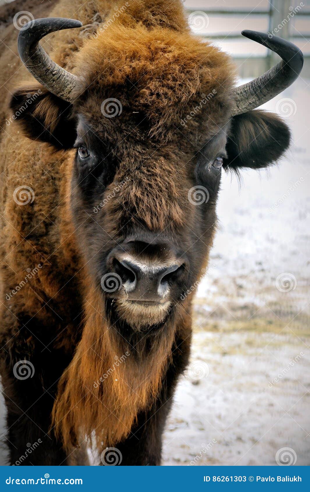Head of European Bison in Winter Stock Image - Image of bison, bovidae ...