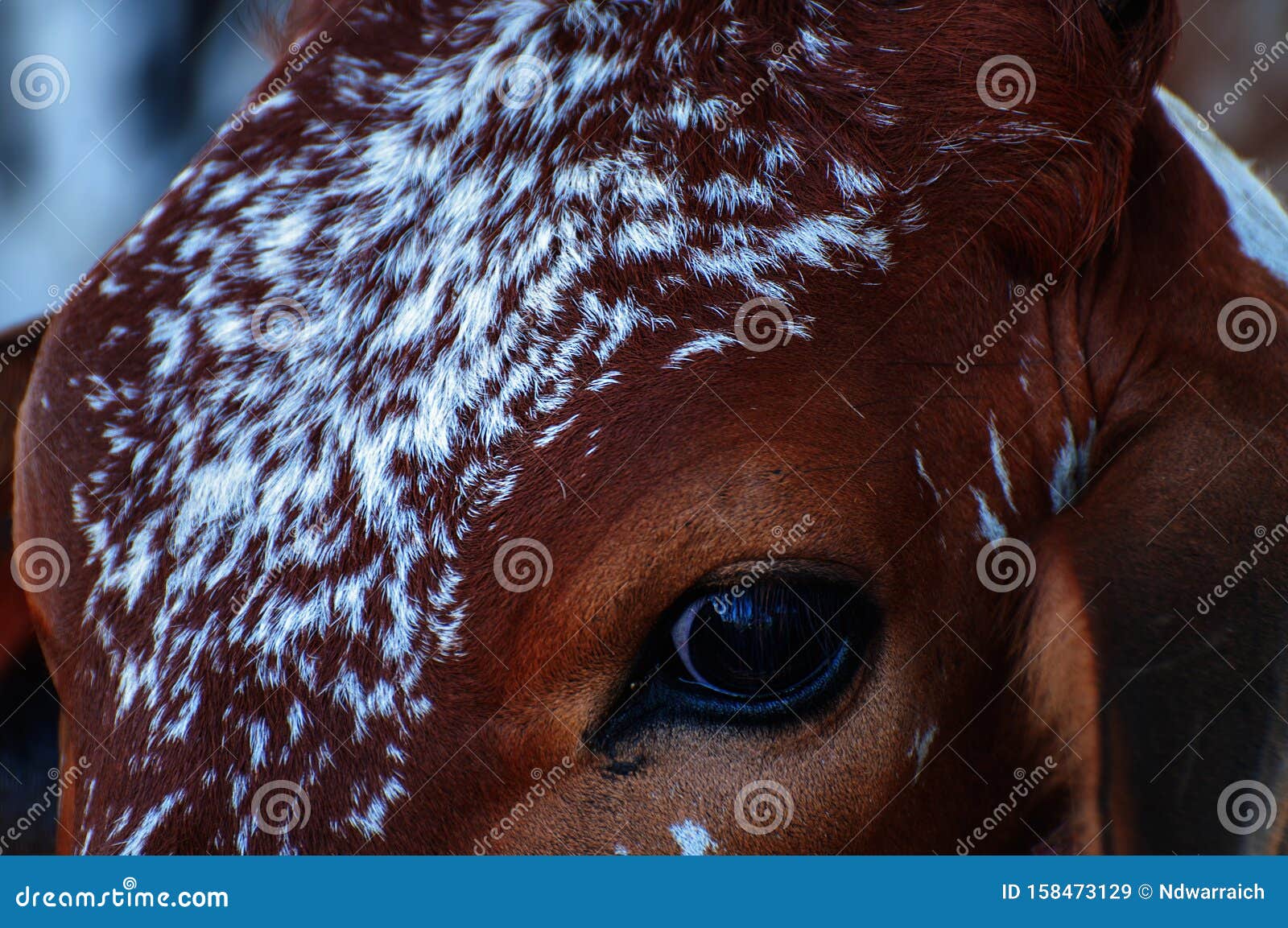 Sharp eye of the calf stock image. Image of animal, calf - 158473129
