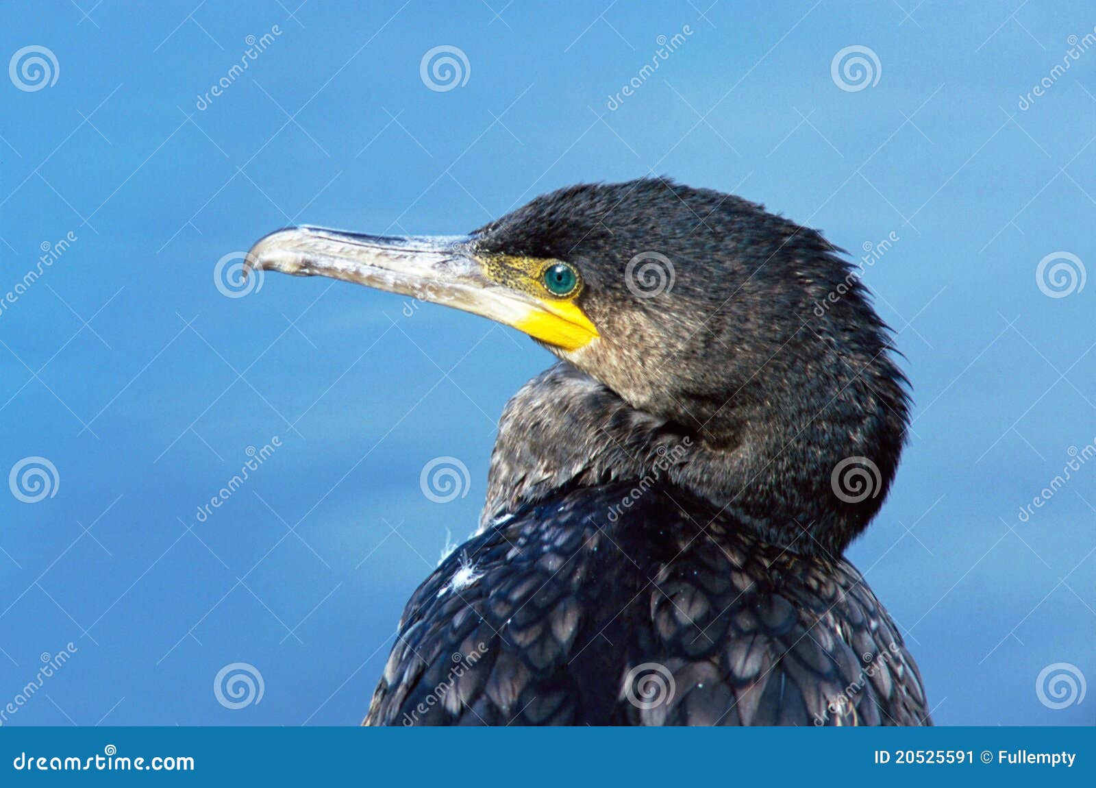Head and Eye of a Great Cormorant Stock Image - Image of wings ...