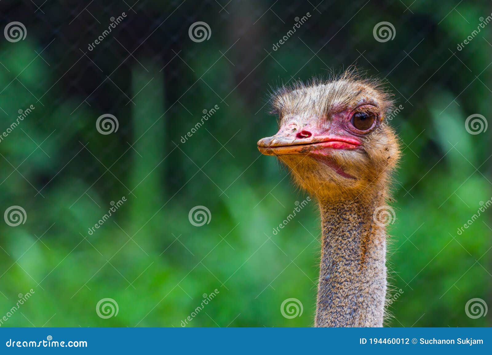 Head and Eye of Ostrich Closeup Stock Photo - Image of long, close ...