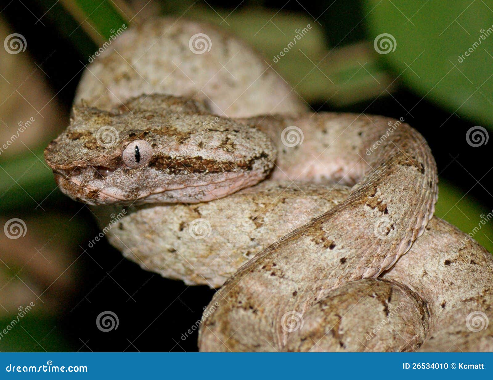 Head of Eyelash Pit Viper, Bothriechis Schlegelii Stock Photo - Image ...