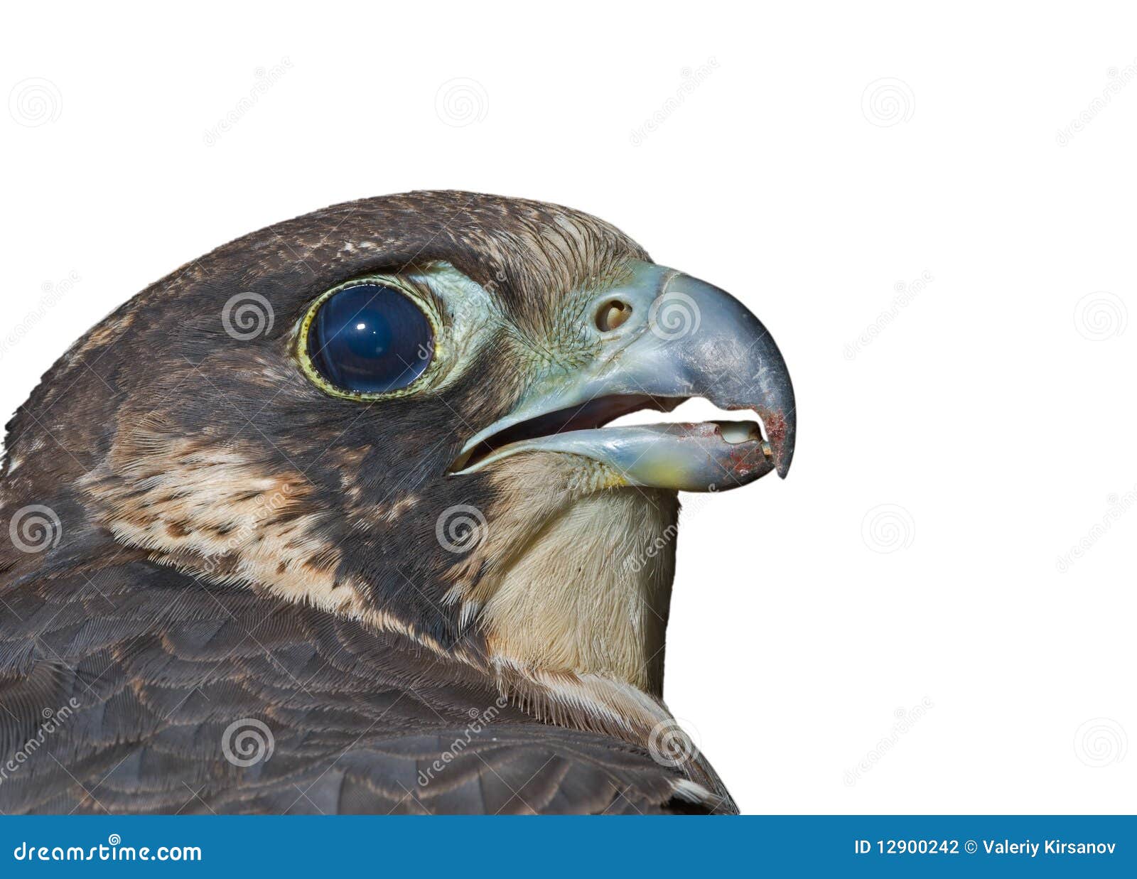 Head of falcon 1 stock photo. Image of fauna, animal - 12900242