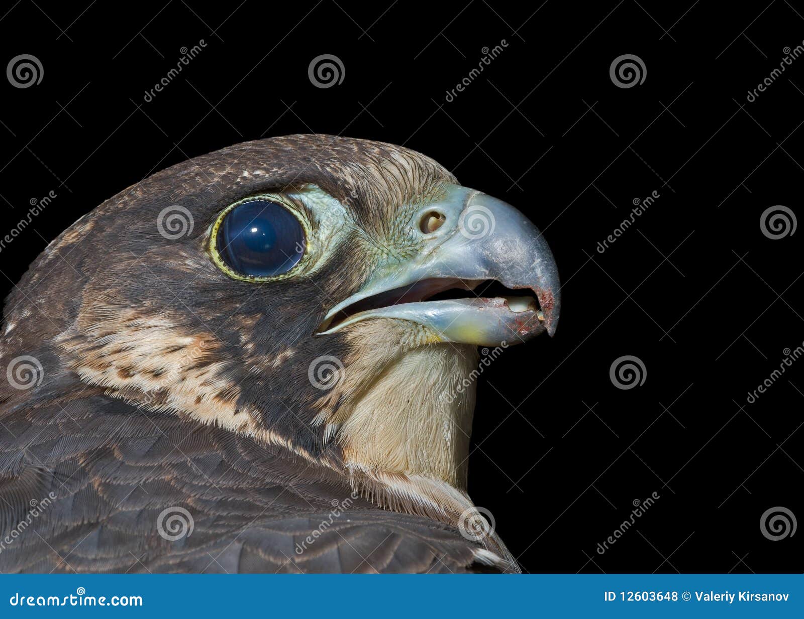 Head of falcon 3 stock photo. Image of portrait, outdoor - 12603648