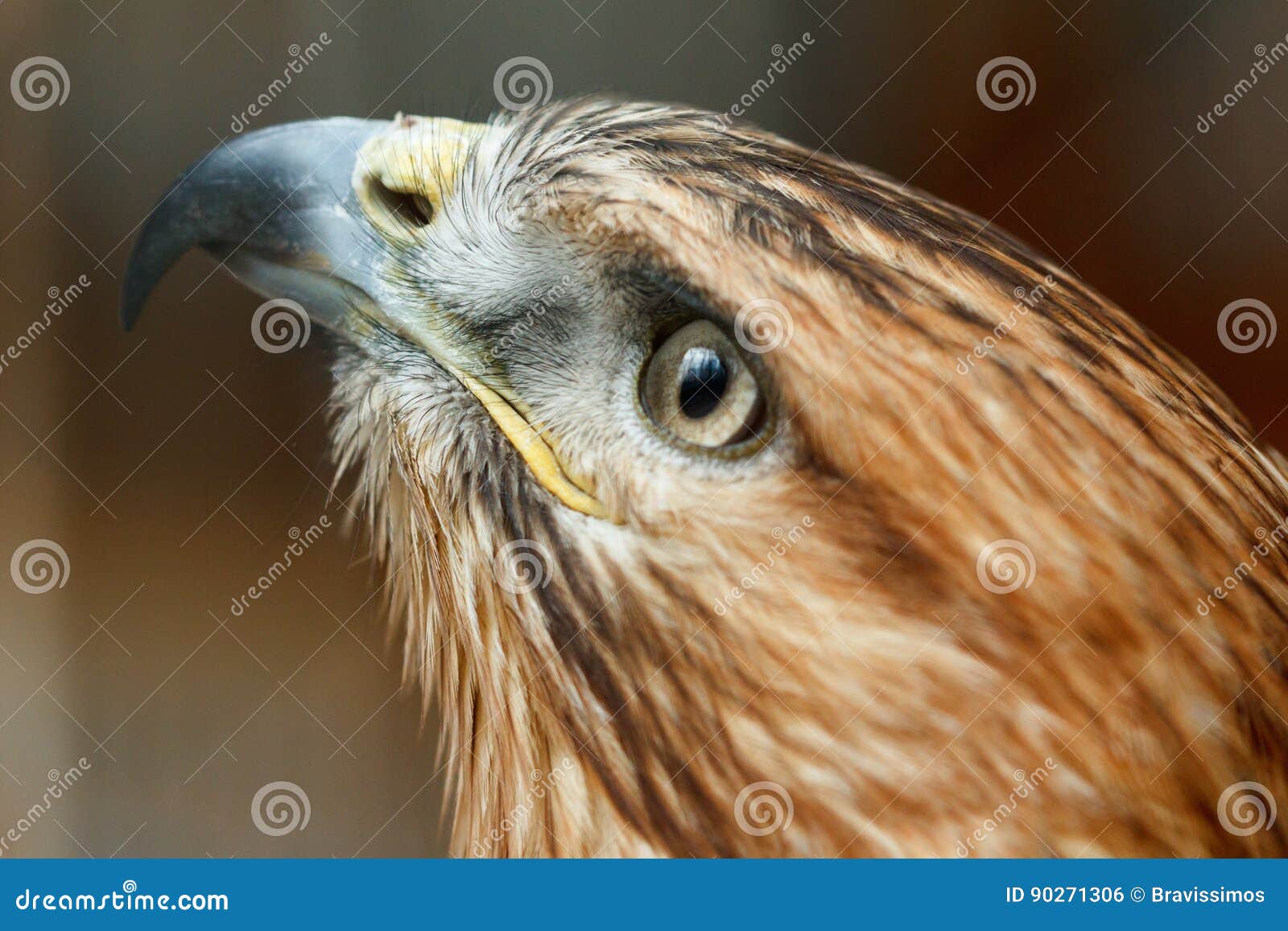 Head of a Falcon Bird with a Huge Beak Stock Photo - Image of prey ...