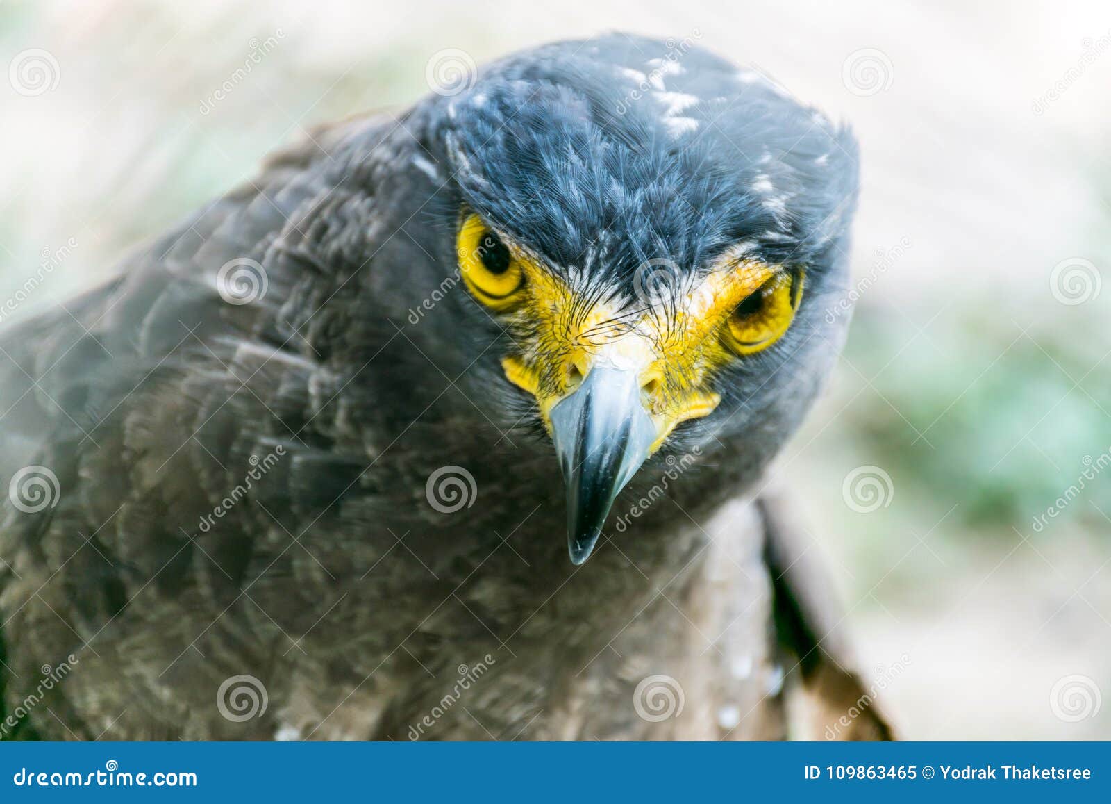 Head of falcon stock image. Image of closeup, brown - 109863465