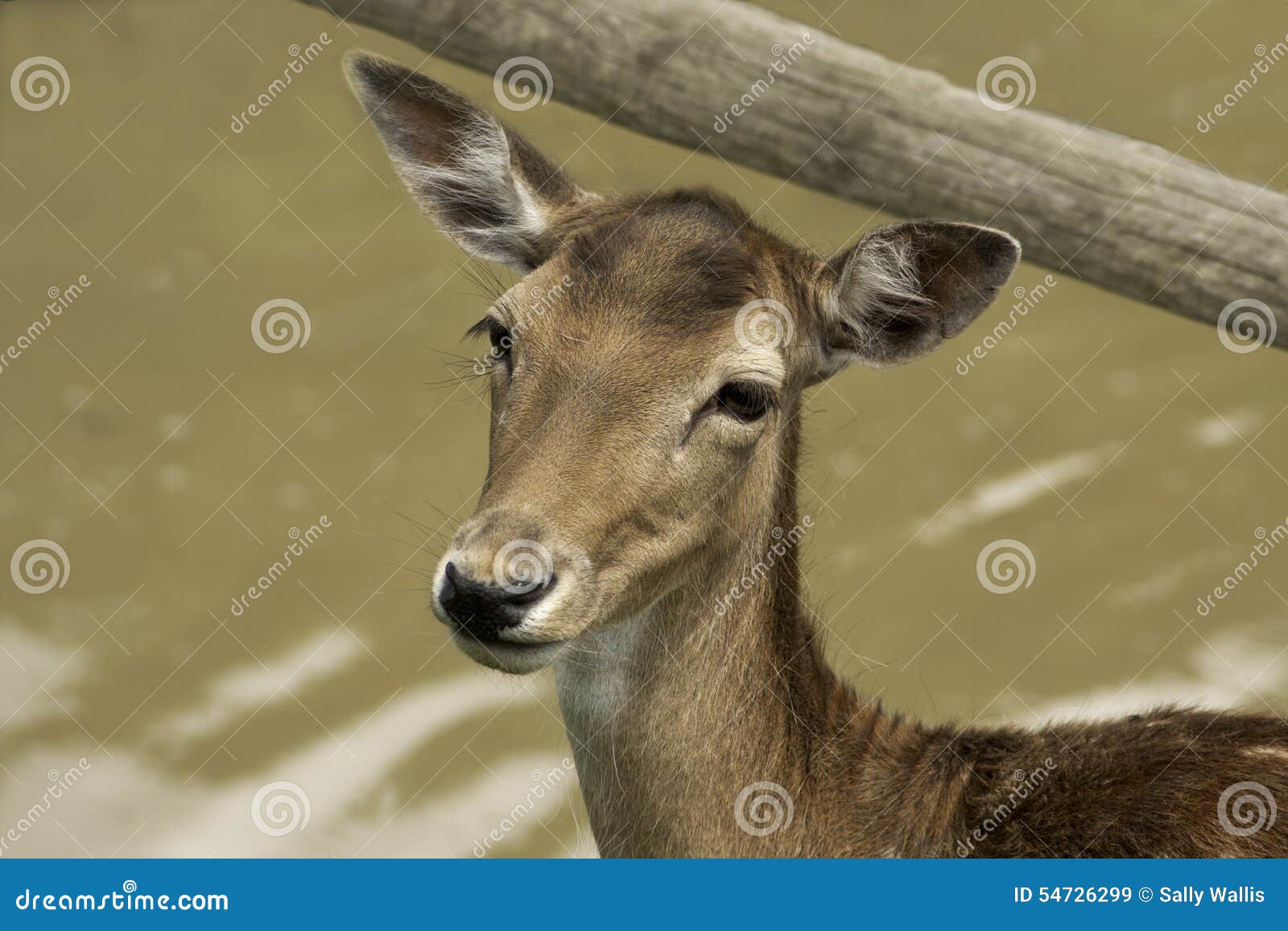 Head of fallow-deer doe stock image. Image of female - 54726299