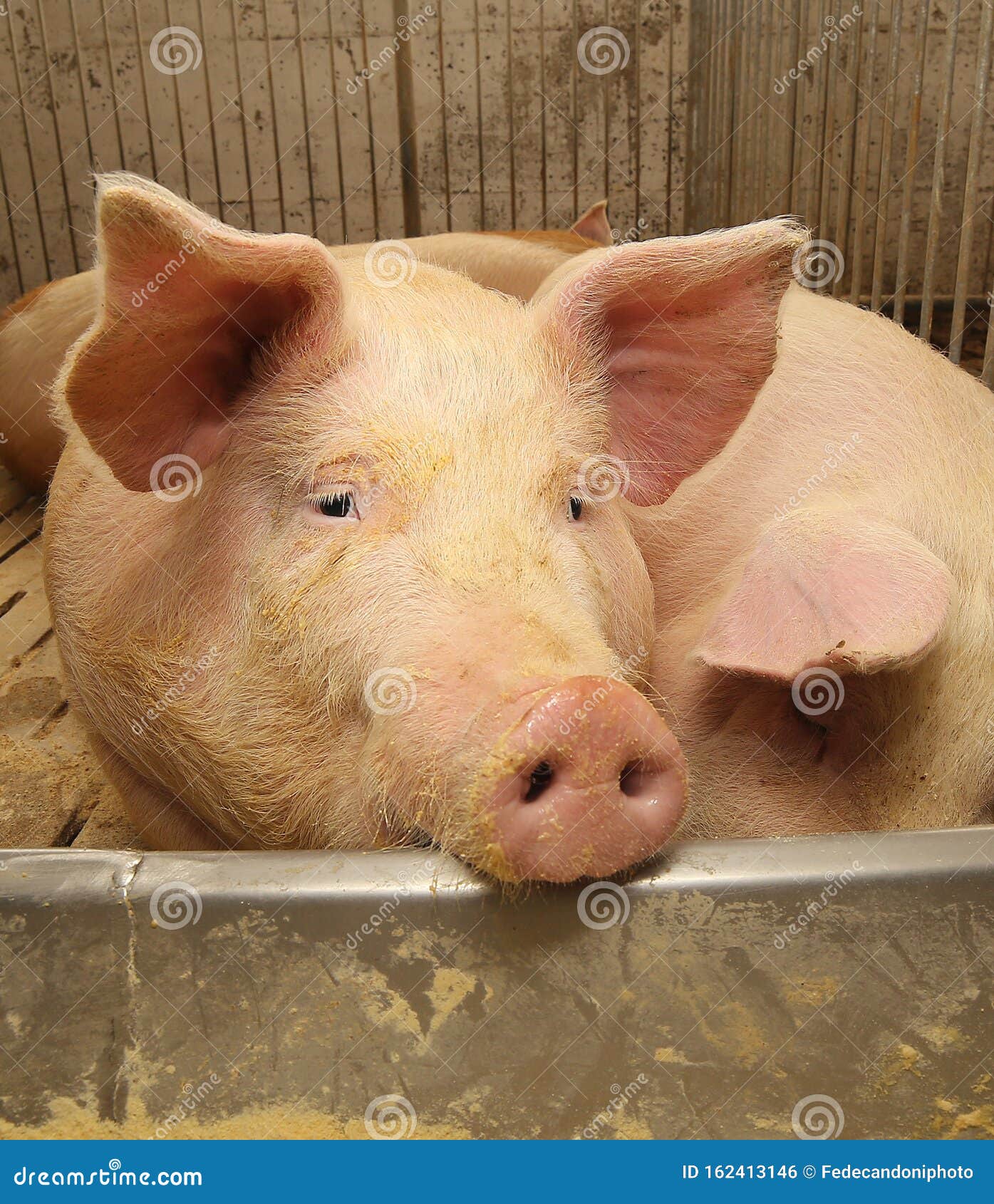 Head of fat pigs in a sty stock photo. Image of herding - 162413146