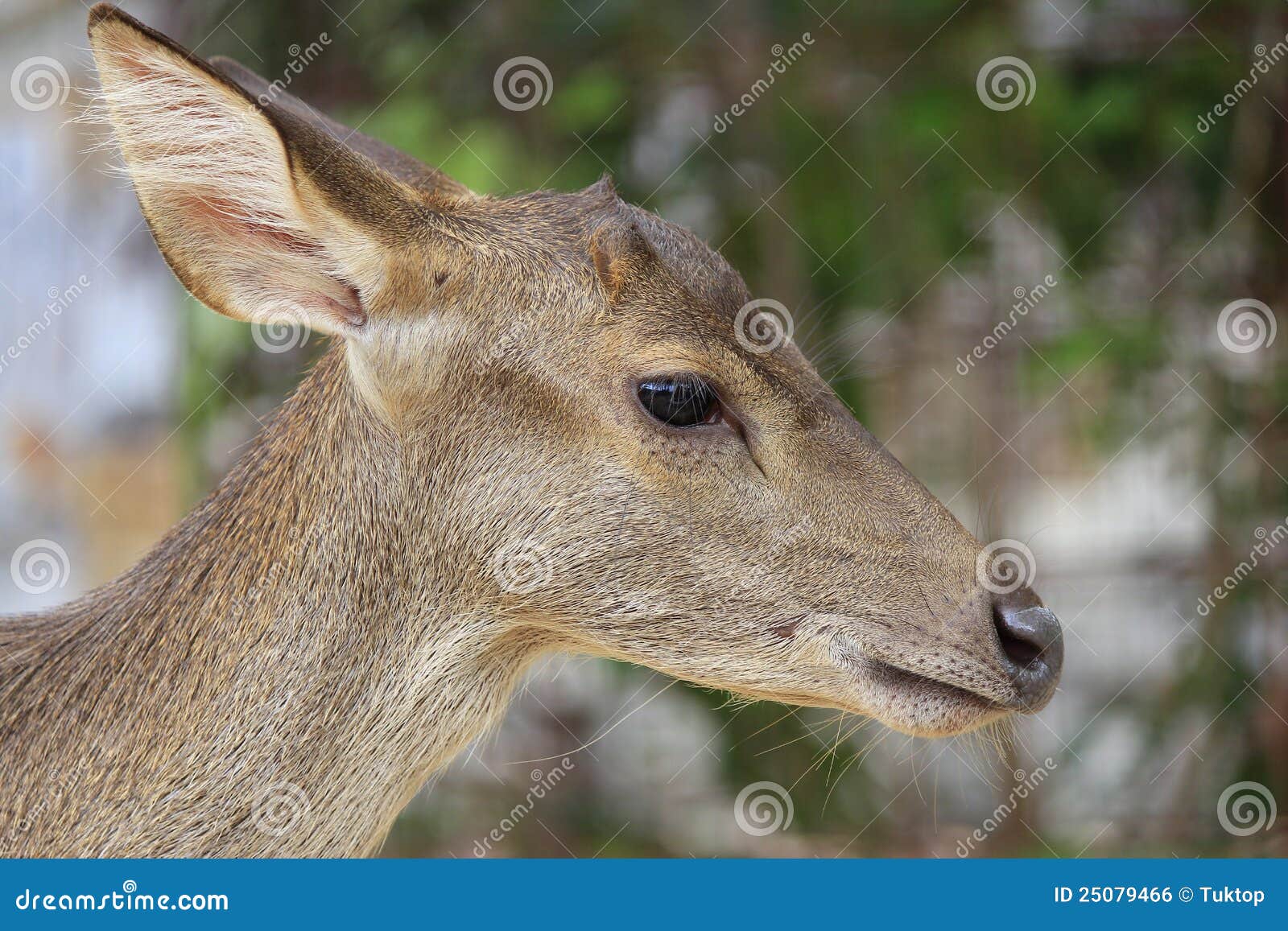Head of fawn stock photo. Image of park, head, portrait - 25079466