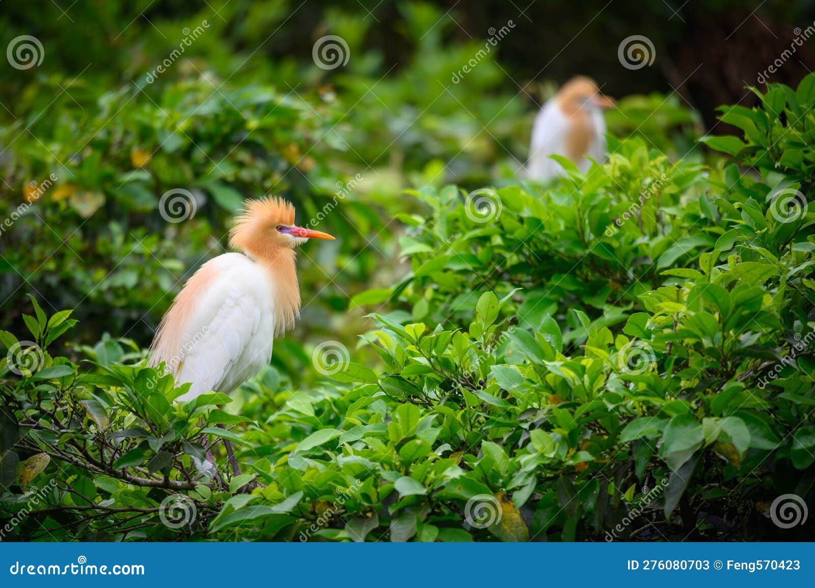 The Head Feathers Of The Cattle Egret Turn Orange Yellow Stock Image Image Of Tropical