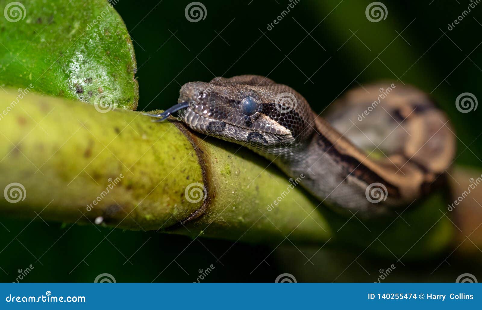Head of Fer-de-lance Snake on a Tree Branch Stock Photo - Image of ...