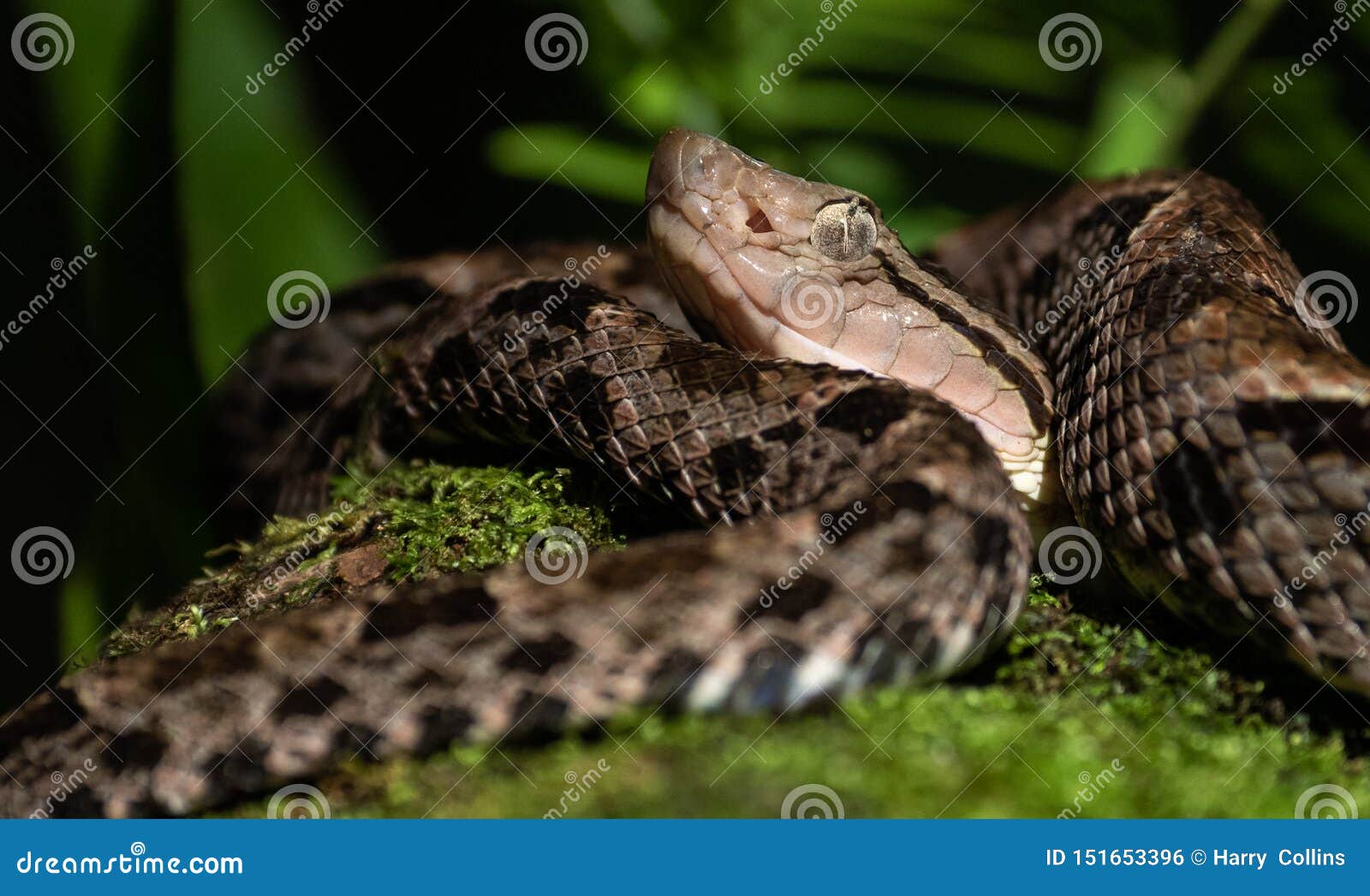 Fer-de-Lance, On The Tree Fungus. Venomous Snake In The Nature Habitat ...