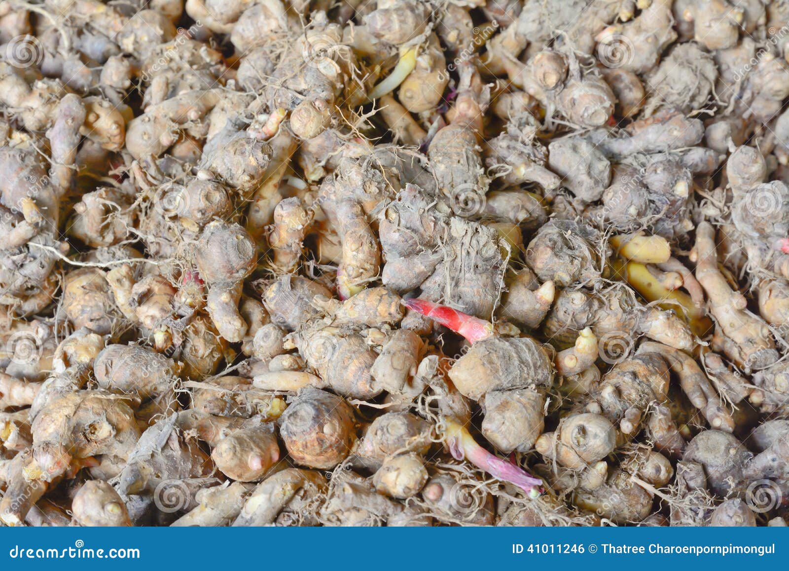 Head of finger root stock photo. Image of source, spice - 41011246