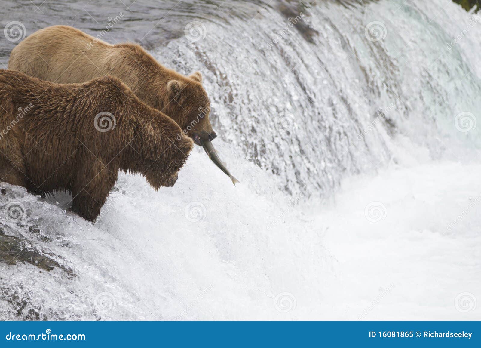 Head First stock image. Image of grizzly, fighting, mammal - 16081865