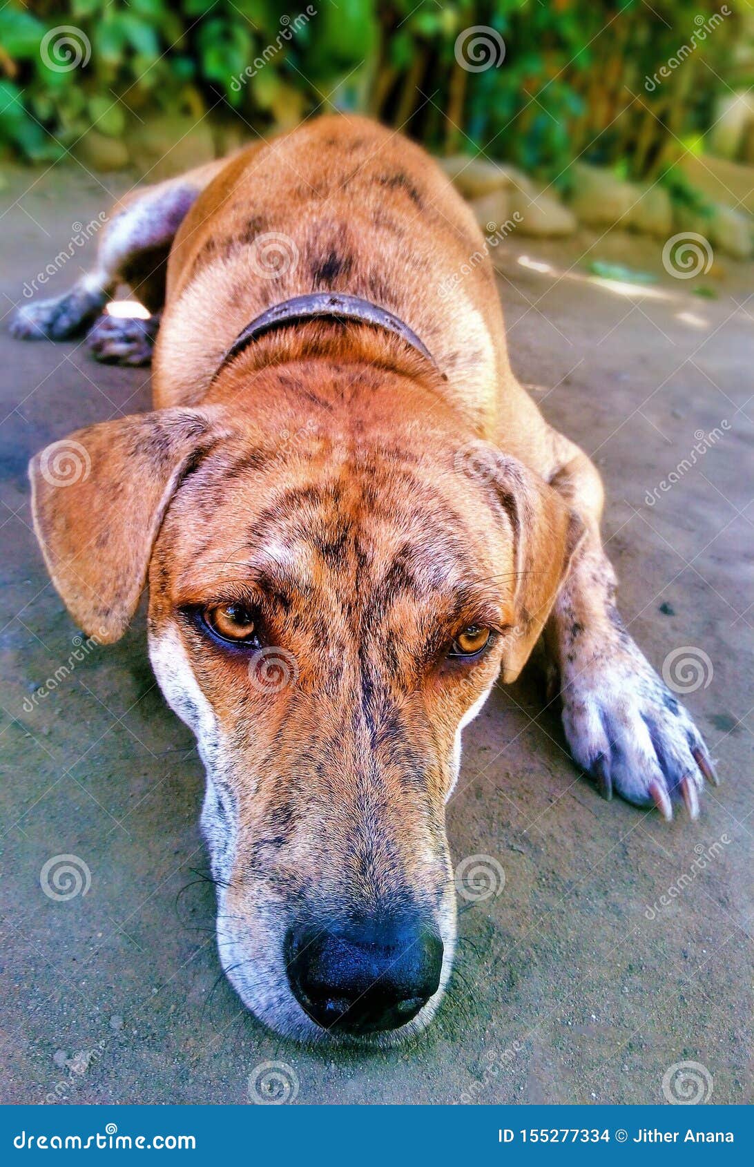 Head First Brown Aspin stock photo. Image of closeup - 155277334
