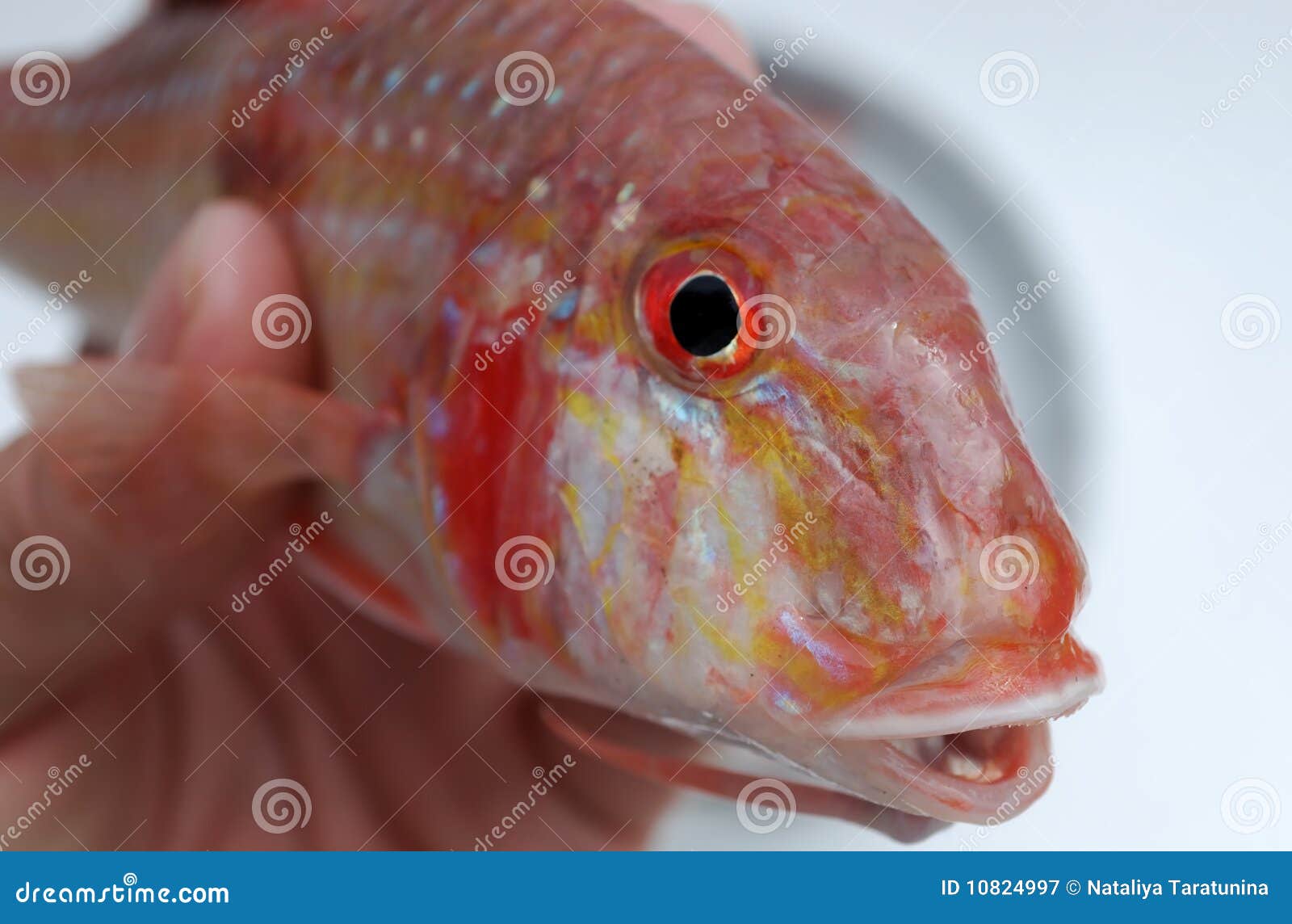 Head of fish stock image. Image of fishing, shining, full - 10824997