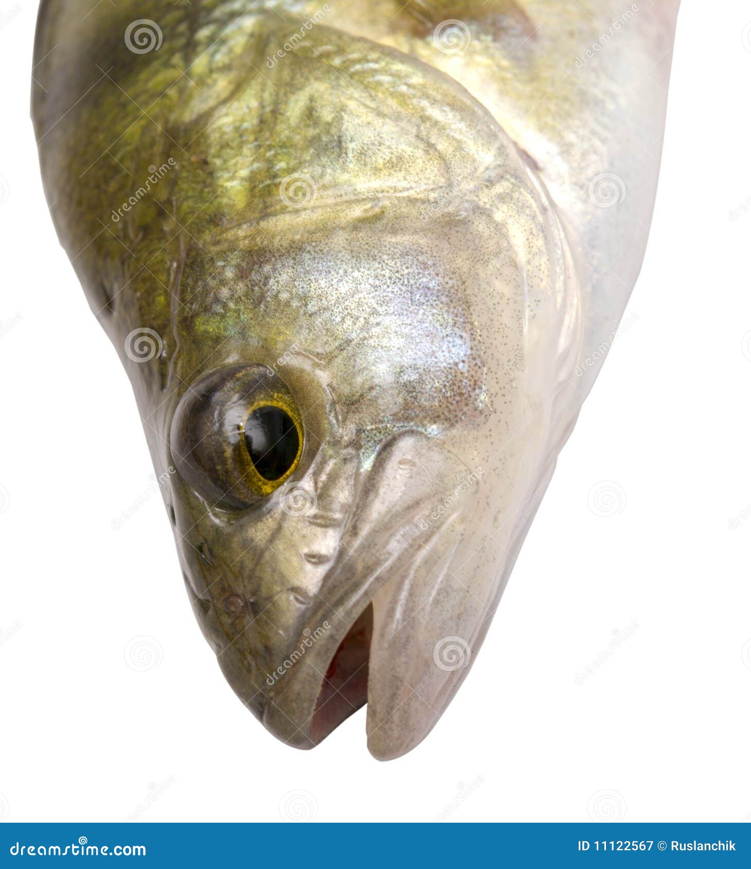 Head of fish stock image. Image of fish, pond, healthy - 11122567