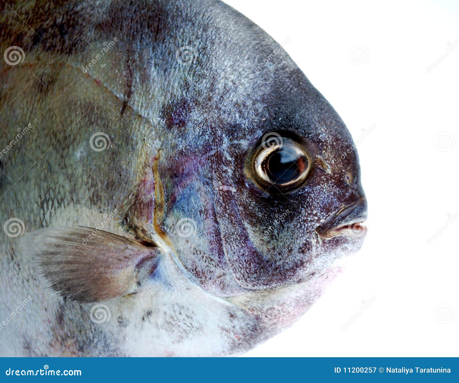 Head of fish stock image. Image of executes, fresh, mouth - 11200257