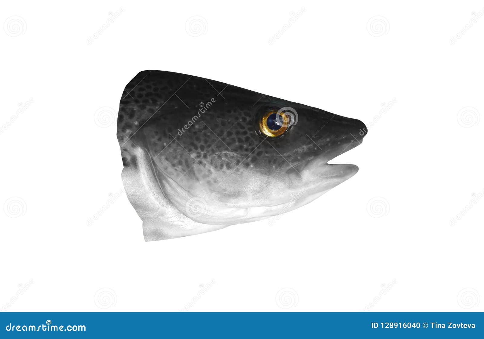 Head of a fish stock photo. Image of marine, healthy - 128916040