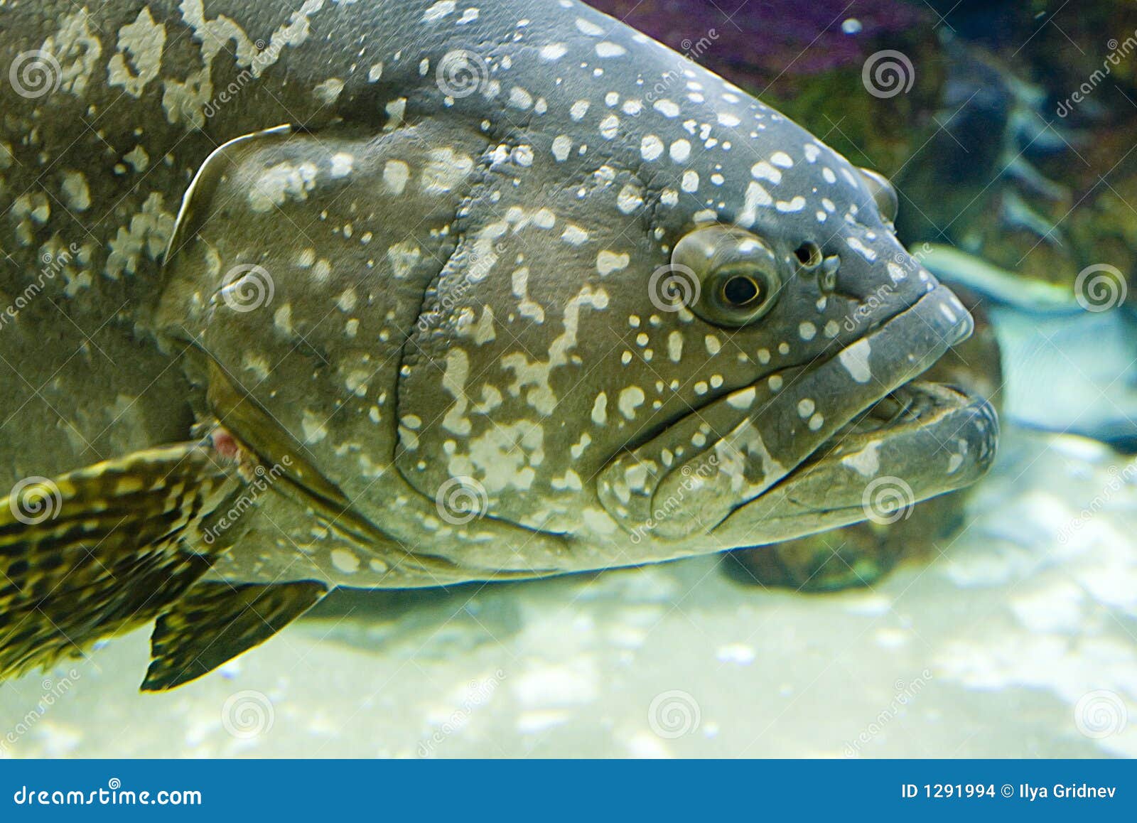 Head of a fish stock photo. Image of marine, wild, fish - 1291994
