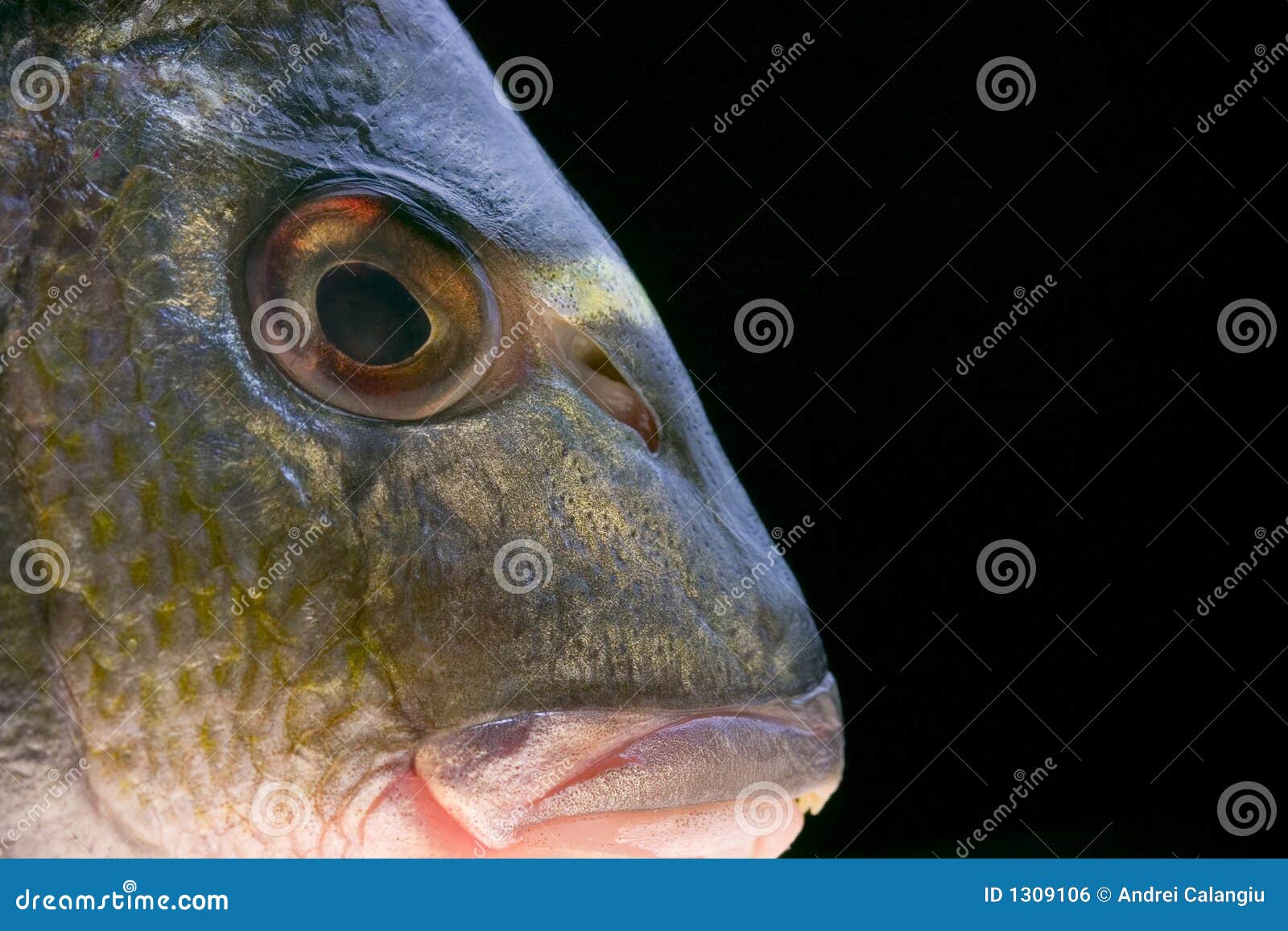 Head of a fish stock photo. Image of detail, nature, food - 1309106