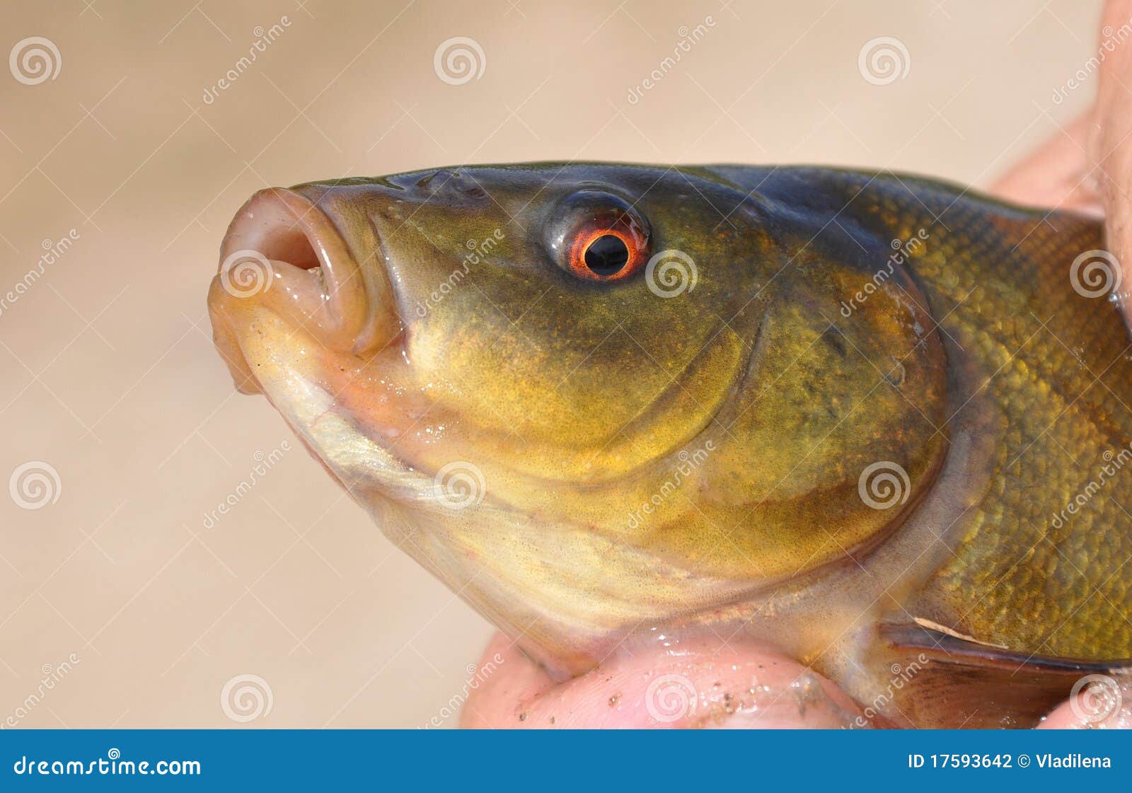 Head of fish stock photo. Image of fishing, shines, life - 17593642