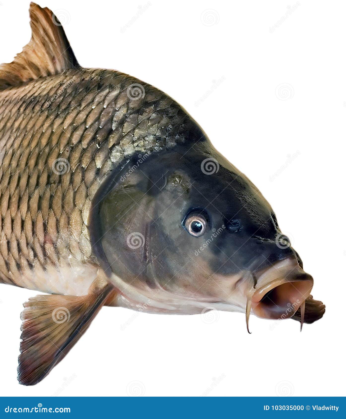 Head fish big carp stock photo. Image of seafood, fancy - 103035000