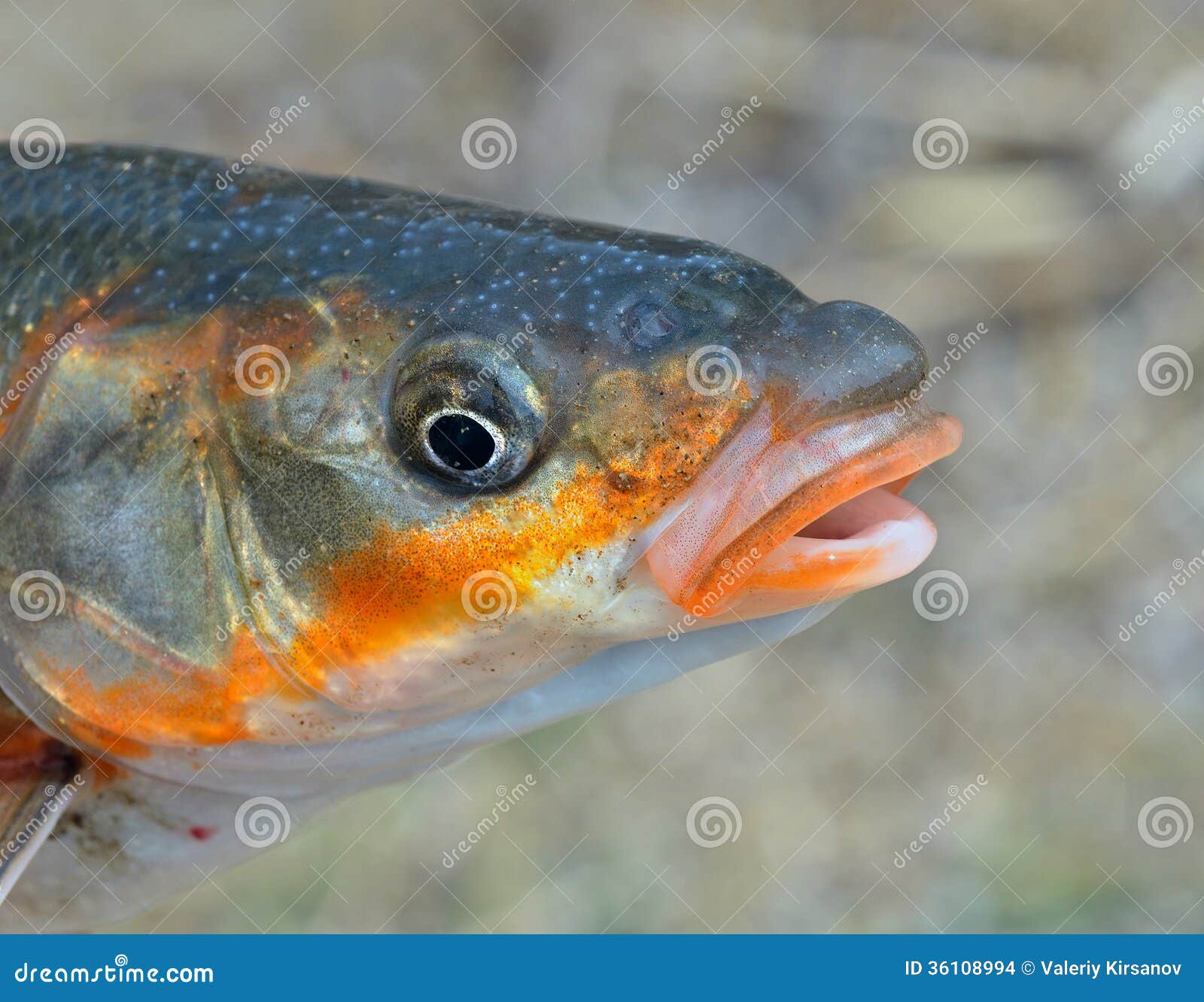 Head of fish 11 stock photo. Image of gill, fishing, horizontal - 36108994
