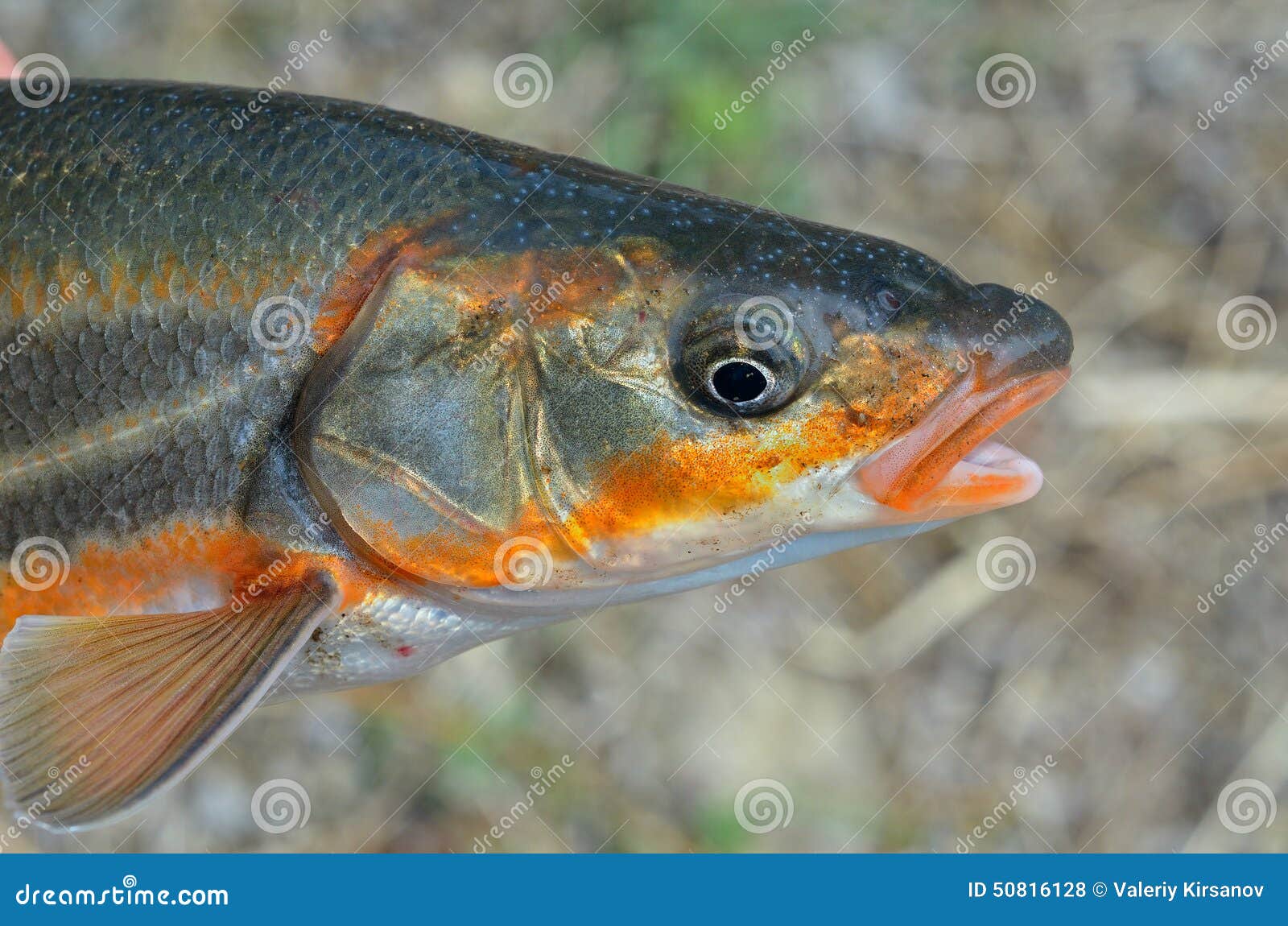 Head of fish 5 stock photo. Image of macro, seafood, background - 50816128