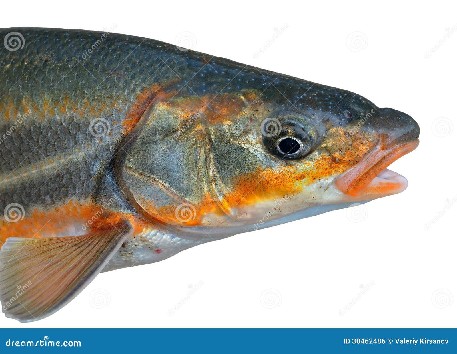 Head of fish 3 stock photo. Image of caught, food, close - 30462486